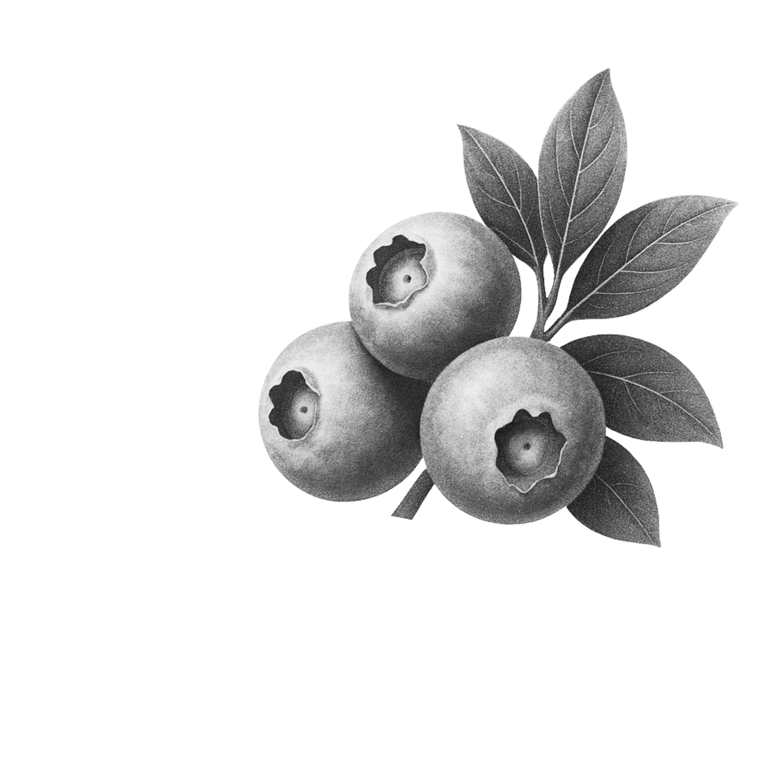 Nutrition & Benefits - British Columbia Blueberry Council