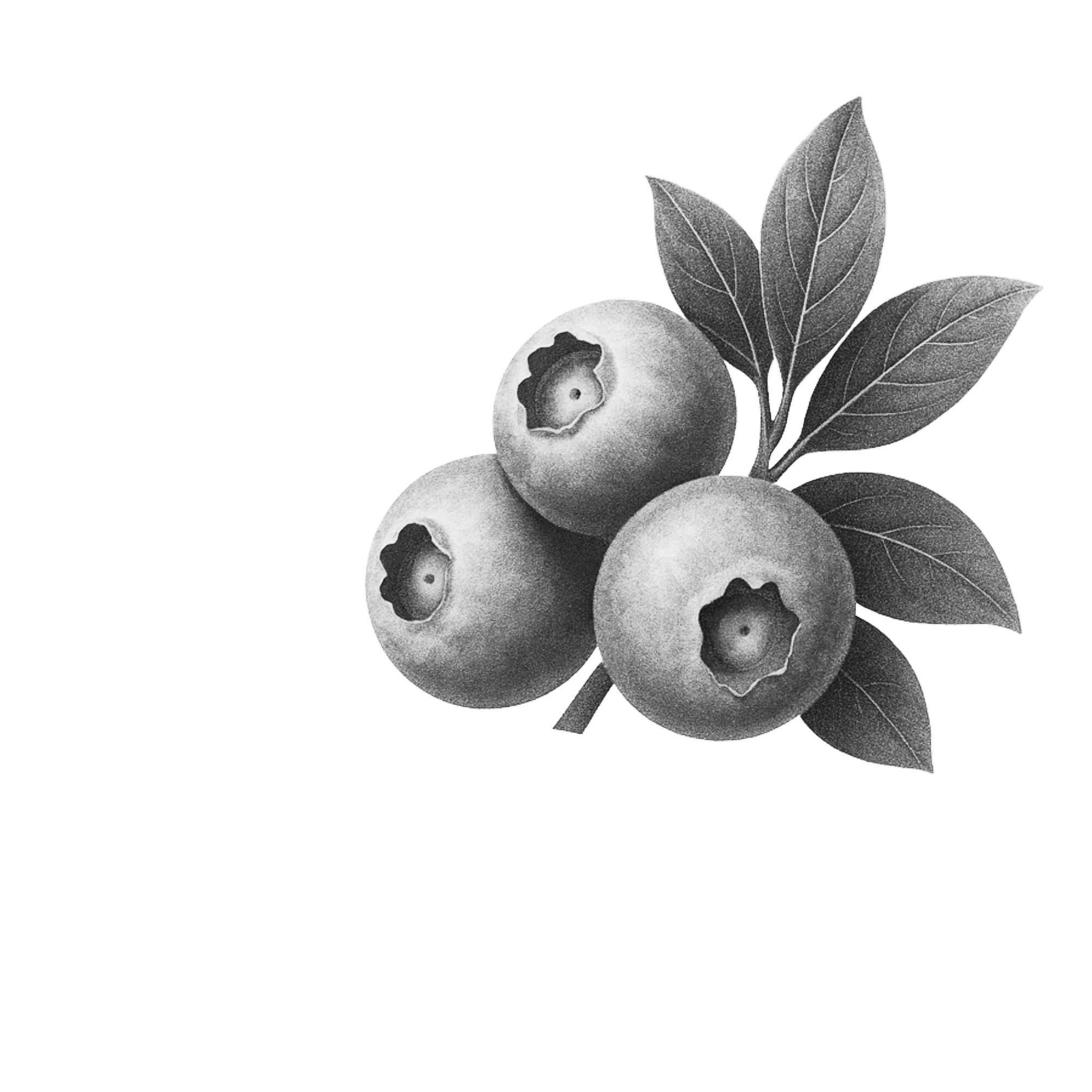 Labour & Workforce Advocacy - British Columbia Blueberry Council